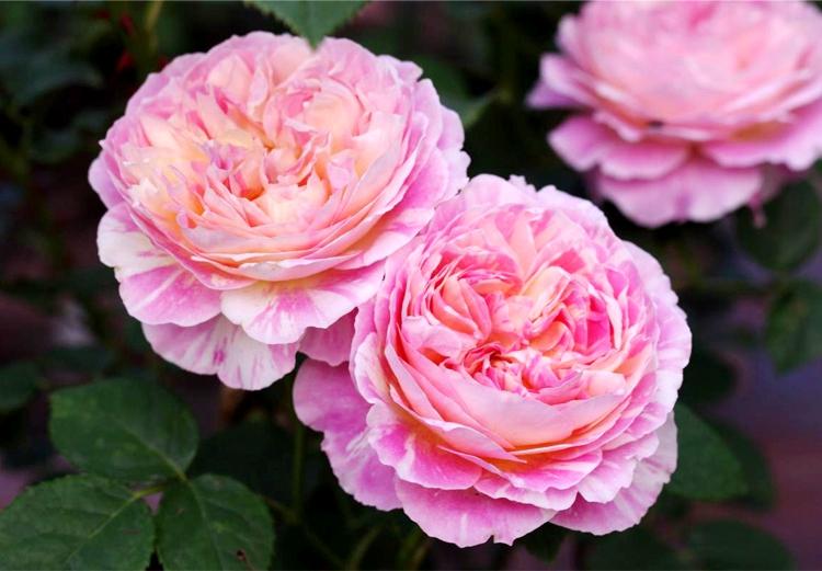Let's grow a rose "Mei Mei" on the balcony. When the flower blooms, it ...