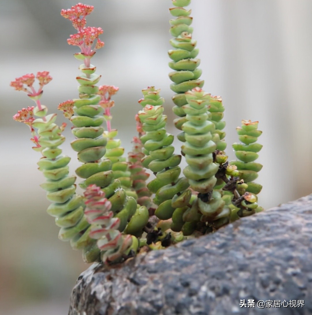 5 kinds of "fortune" plants, one pot at home, full of wealth and ...