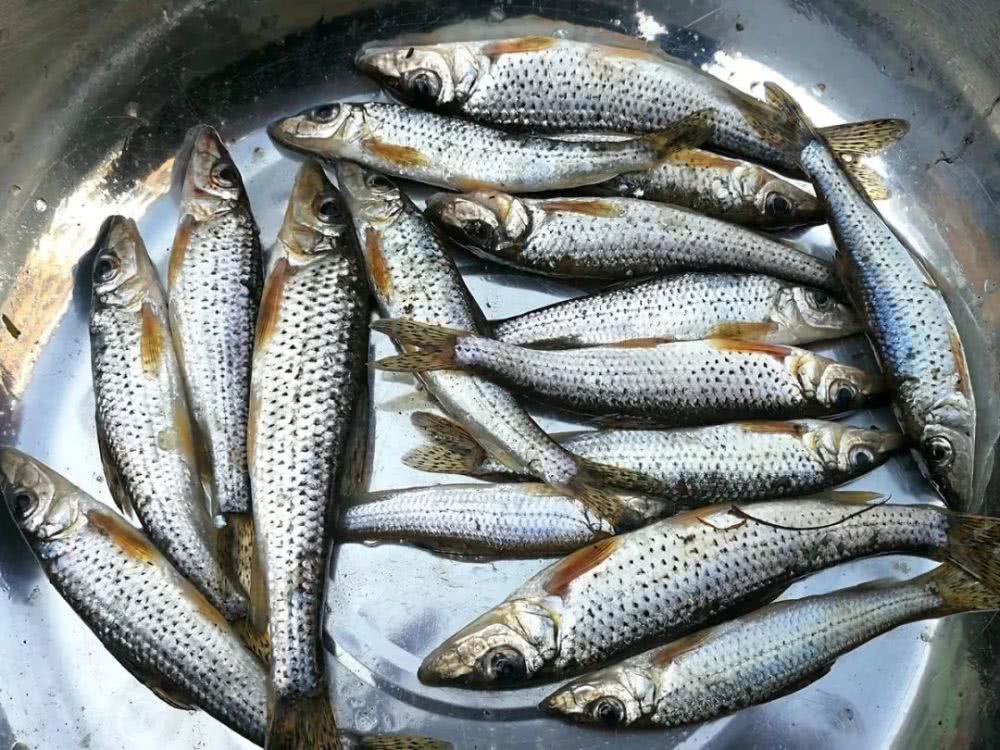 The 6 kinds of "hexian" that are slowly disappearing are all delicious ones that you had eaten ...