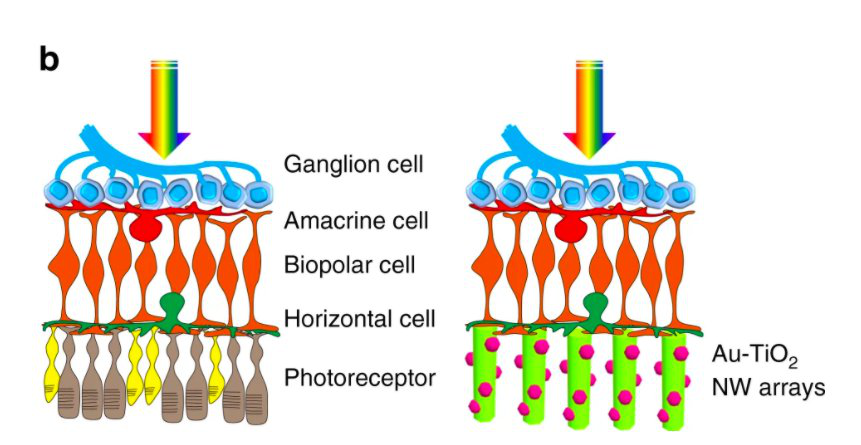 Scientists develop a new generation of artificial retina, using ...