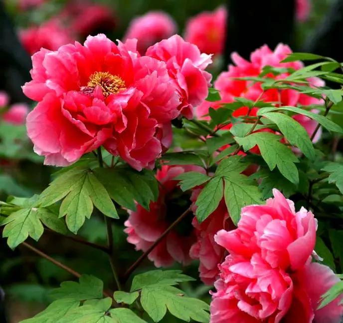 These kinds of "auspicious flowers" are raised by rich people, meaning ...