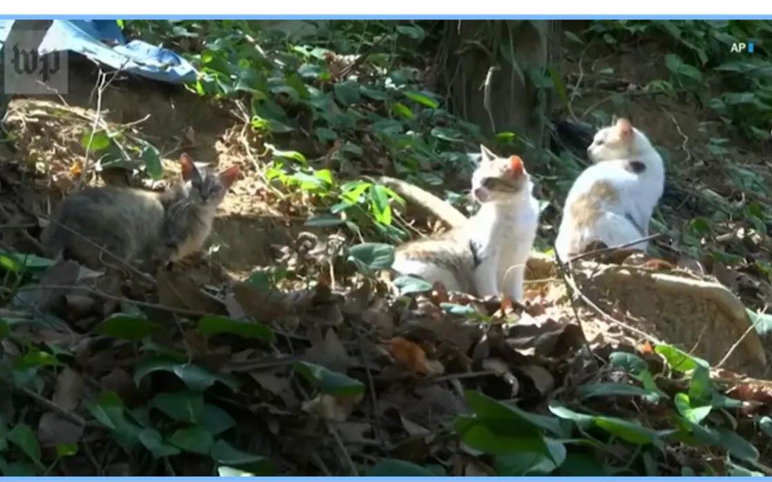 People have abandoned hundreds of cats on a desert island in Brazil - iNEWS