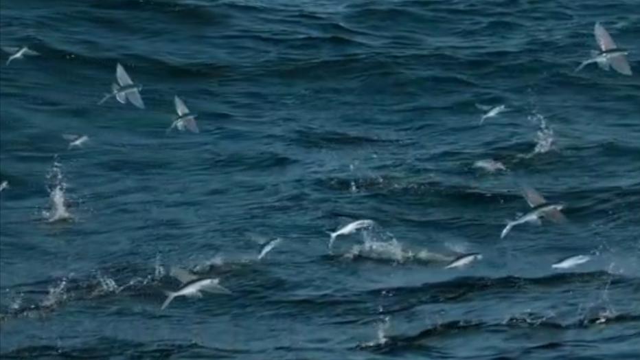 Seventy-five cute trails of different beasts in the mountains and seas ...