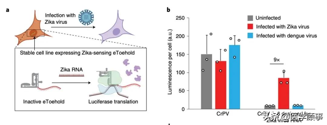 Nature: A new weapon to solve the off-target effect of gene therapy - iNEWS