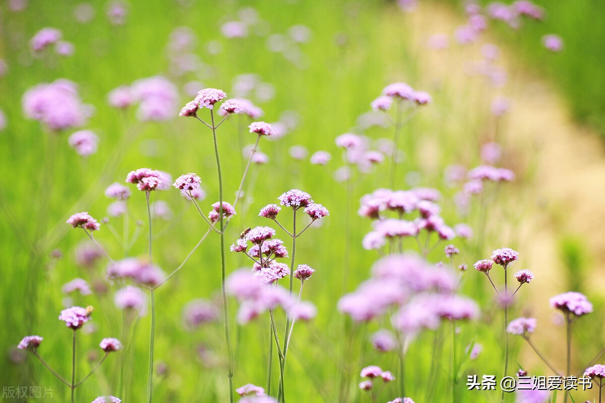 "Suhe's White Horse": Tears, there is such a touching legend behind "Matouqin" - iNEWS