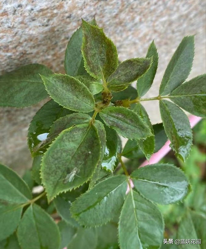 What's the matter with withered and deformed rose buds?These 3 points ...