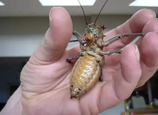 "Fighter" among insects: Africa's most dangerous cricket, capable of ...