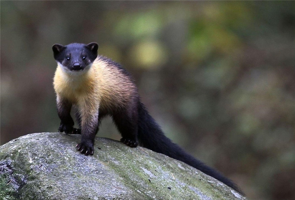 A yellow-throated mink appeared in Changbai Mountain, besieging a roe ...