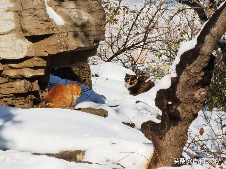 Meng Dong is so cold, there is no Fanghua in the North (12 poems) - iNEWS