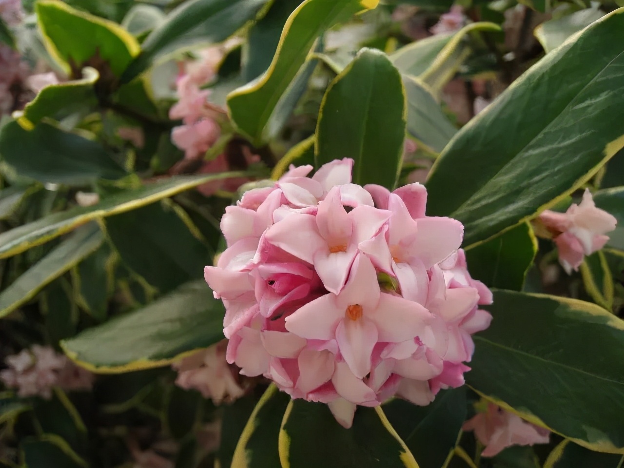 Ruixiang flowers are so fragrant, some people like it and others hate ...