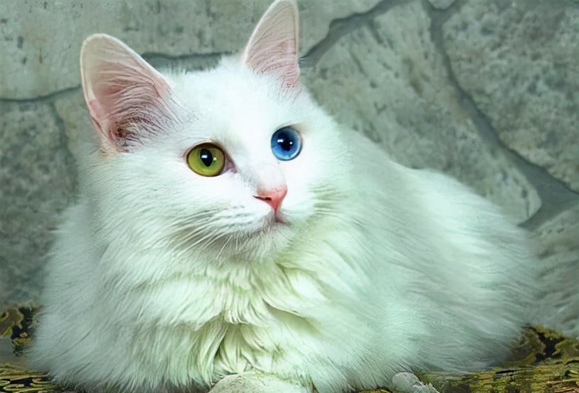 Breed Traceability Identification Series: Turkish Angora - iNEWS
