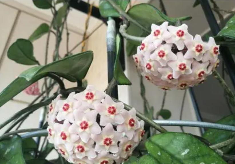 Is the Orchid of Apocynaceae poisonous?After understanding the "4 ...