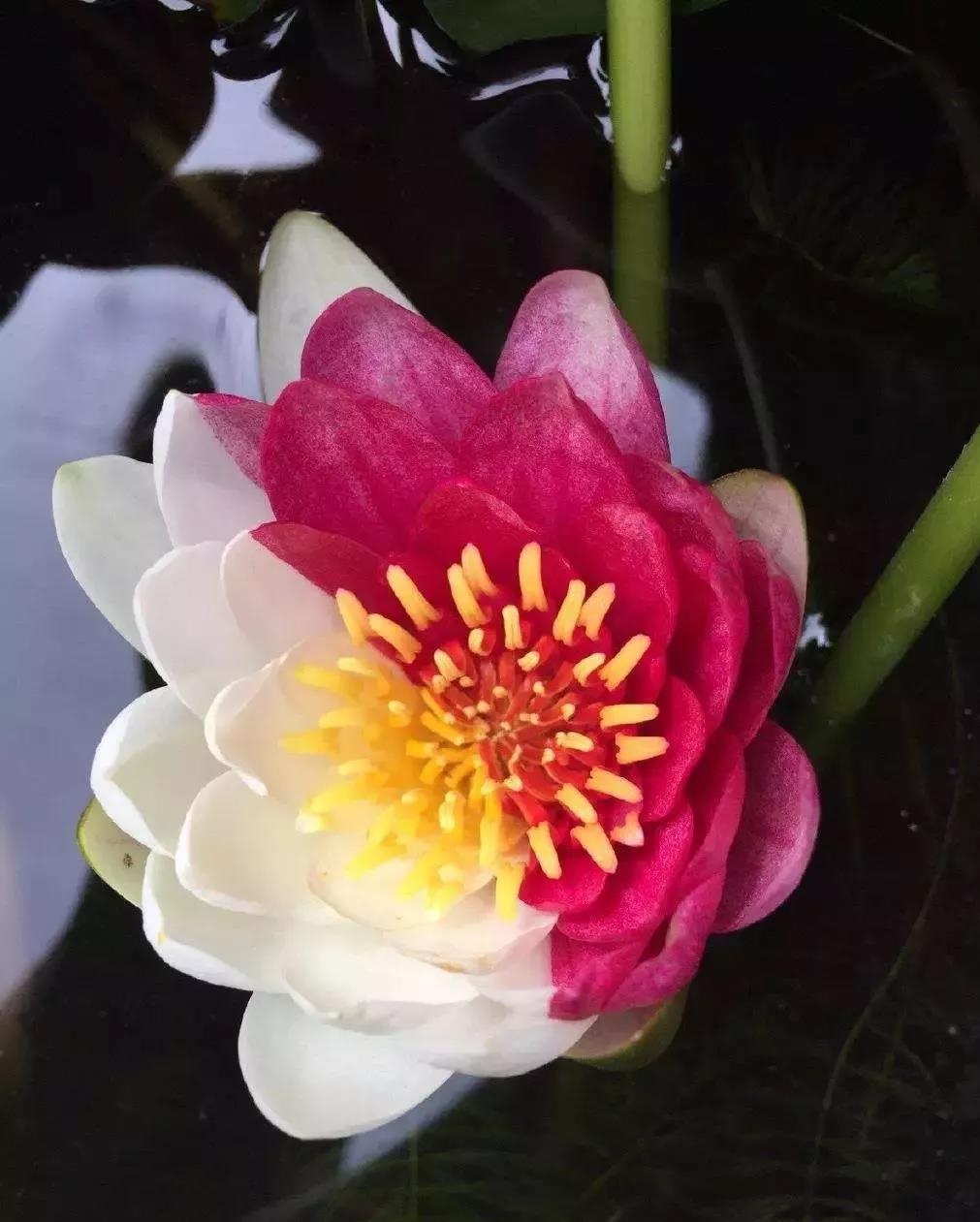 Interesting strange flowers and plants, Part 5 - iNEWS
