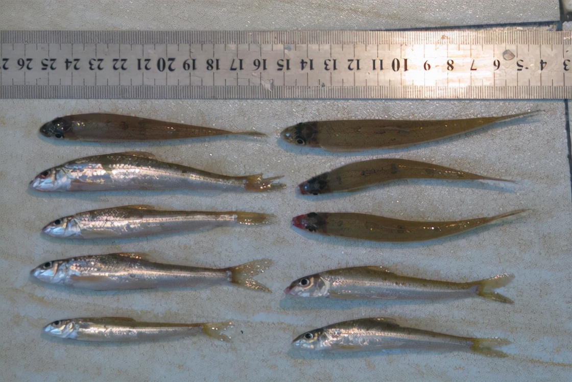 This fish has a domineering name, commonly known as "coffin nail". Do ...