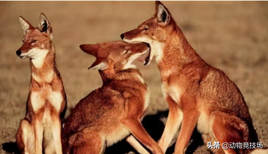 The wolf in fox skin is also the most endangered wolf species in the ...