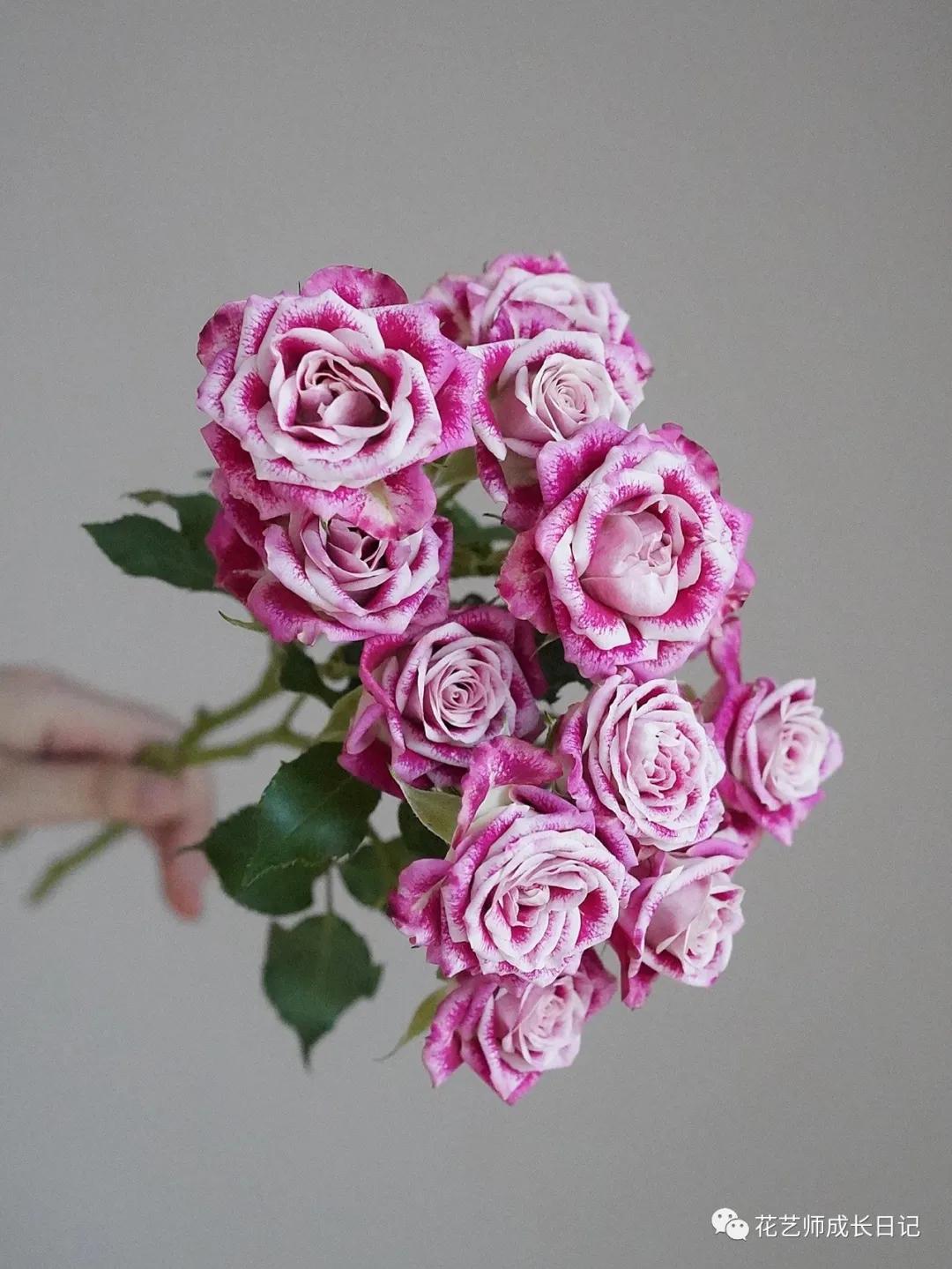 Oil painting style rose flinders lane, retro roses soaked in oil paint ...