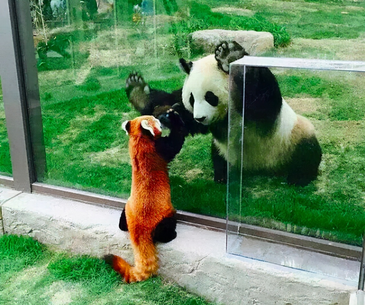 The giant pandas are safe, but the red pandas are about to disappear ...