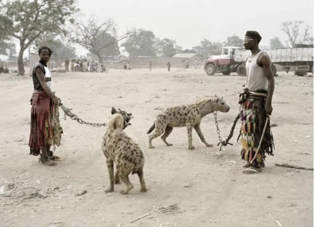 Why are hyenas so afraid of Africans that they become their pets? - iNEWS