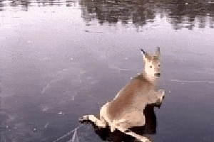 The silly roe deer often sends it to the door by himself for fear that ...