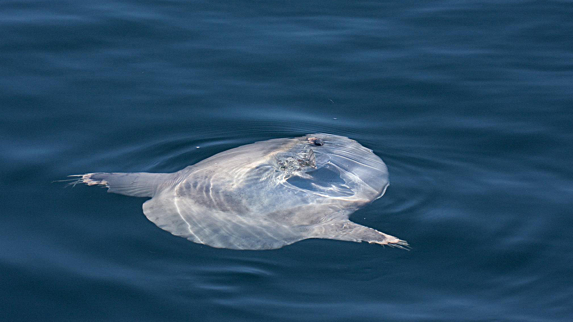 The sunfish, whose body is indifferent even after being eaten, relies ...
