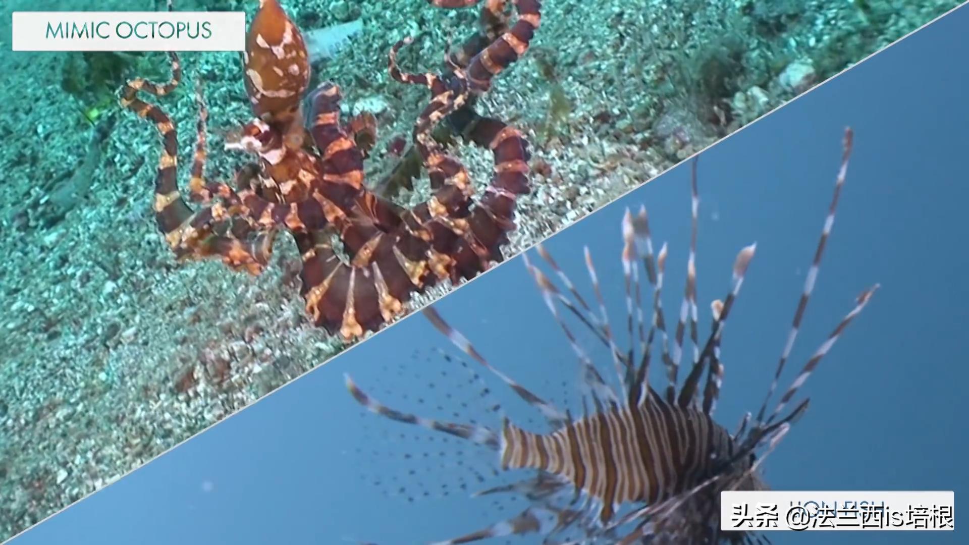 The world's most powerful master of disguise, octopus, can simulate 15 ...