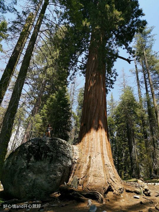 Sequoia National Park ~ Appreciation of the "sacred tree" - iNEWS