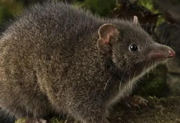 Australian bag shrew, set a Guinness record for mating until the shrew ...