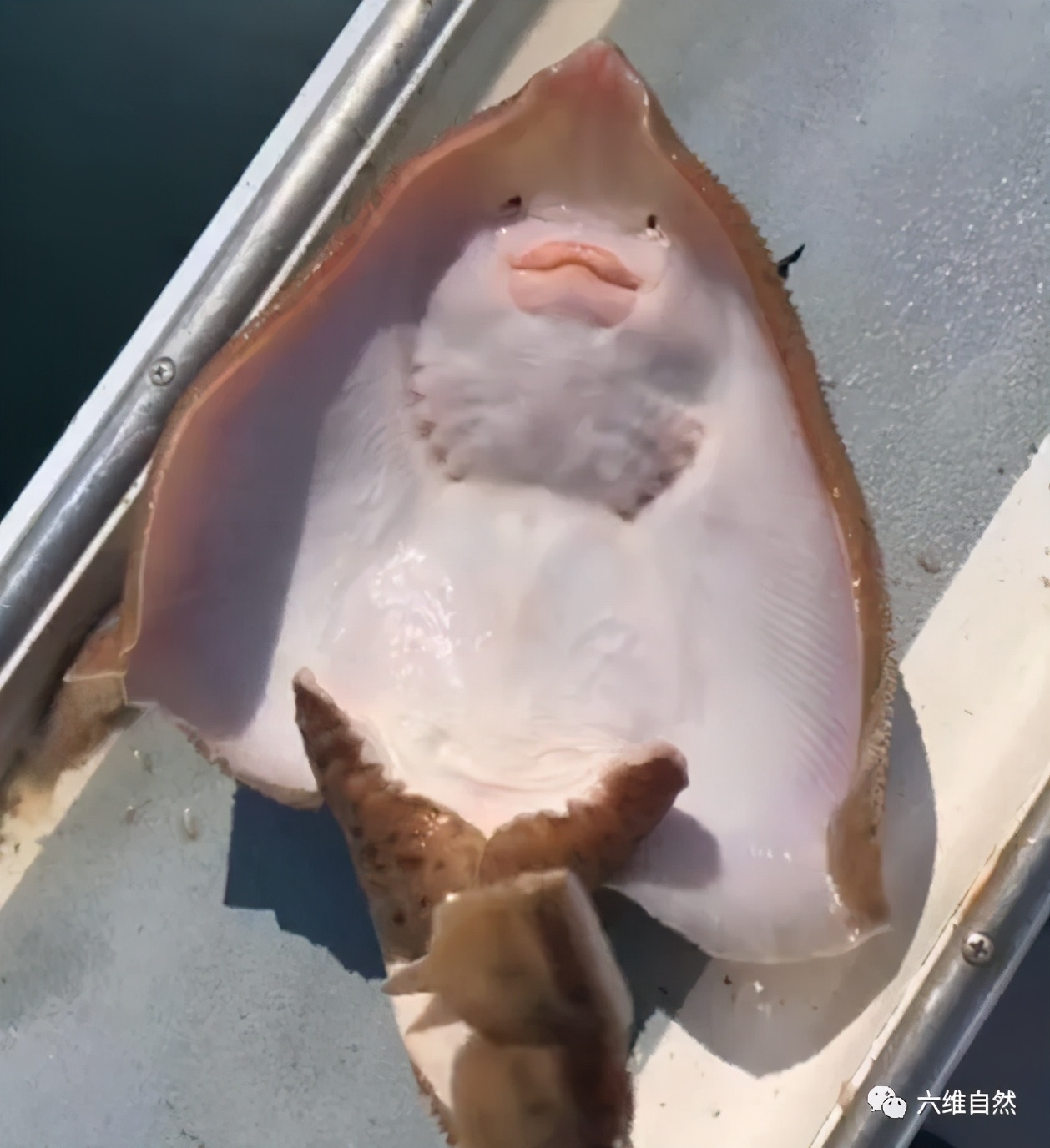 American fishermen tickle the stingray, the fish shows a smile, but it ...