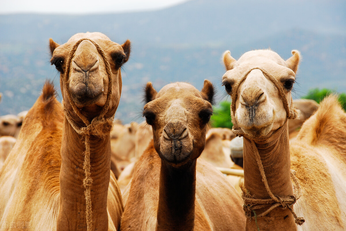 Don't camels have natural enemies?Why are so few carnivores hunting ...
