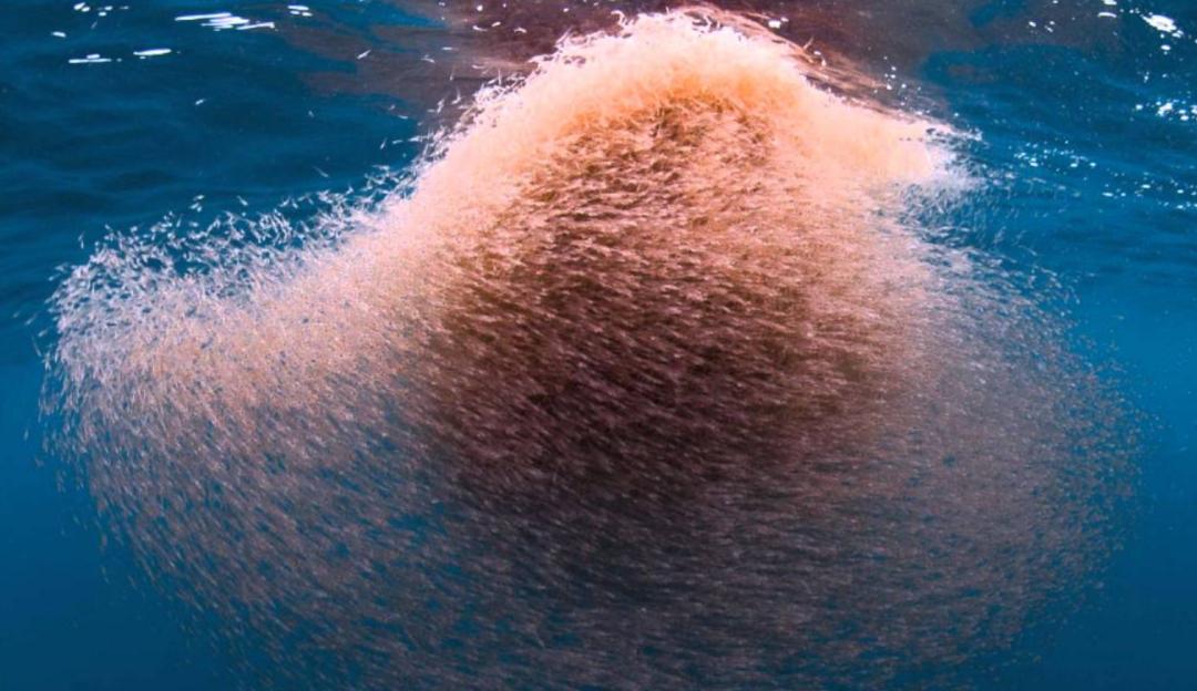 650 million tons, if human overfishing of krill, what impact will it ...