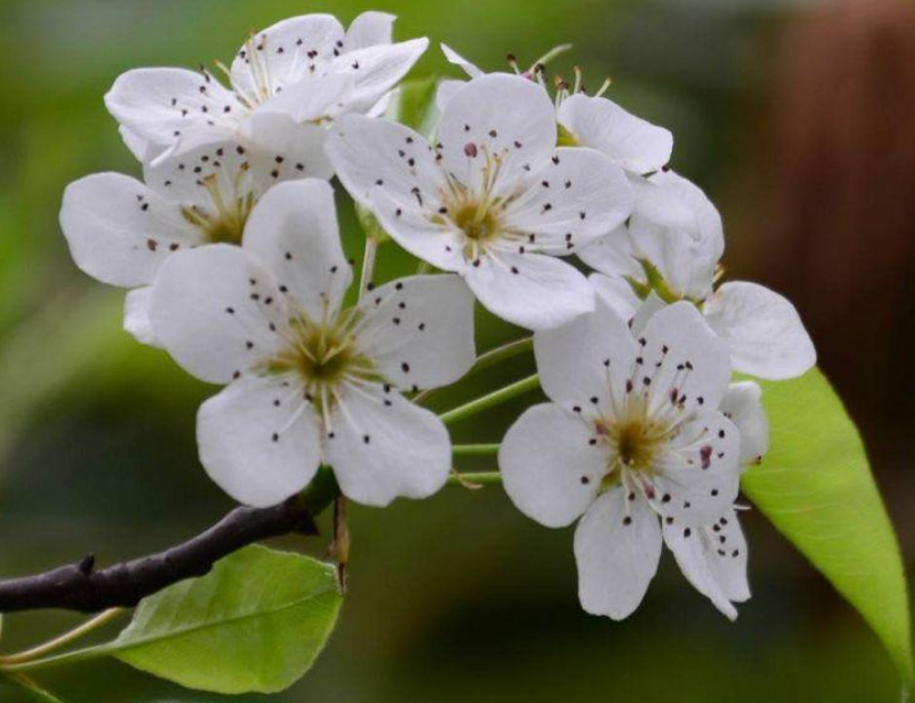 "A Pear Blossom Pressed Begonia" has made Su Shi "back the pot" for ...