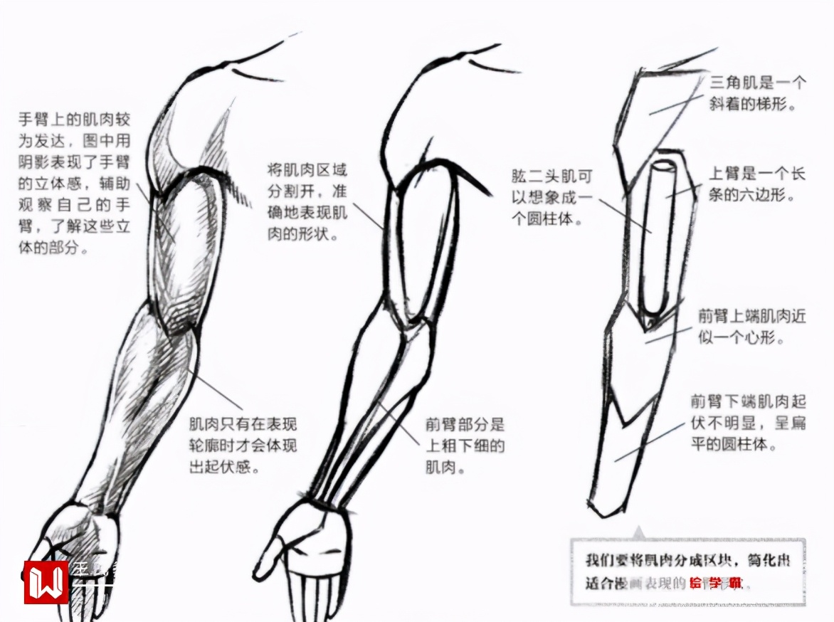 How to draw a curved arm?How to draw the raised arm? - iNEWS