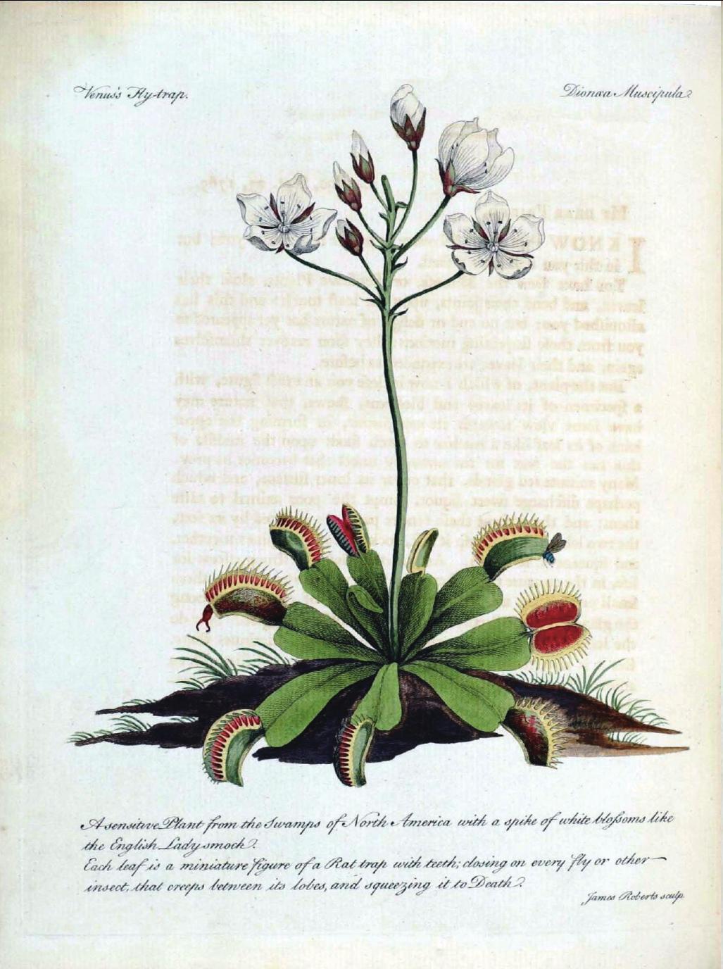 "Science Museum" carnivorous plants-not taking the usual path - iNEWS