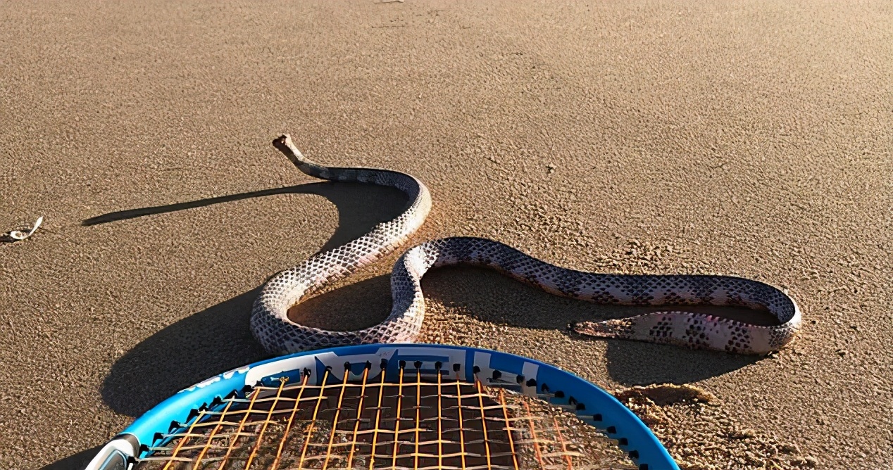 The beach headless snake is still trying to attack humans, swinging ...