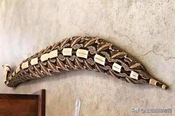 What is the strength of Gabon Sisi, the most famous snake fat house?Can ...