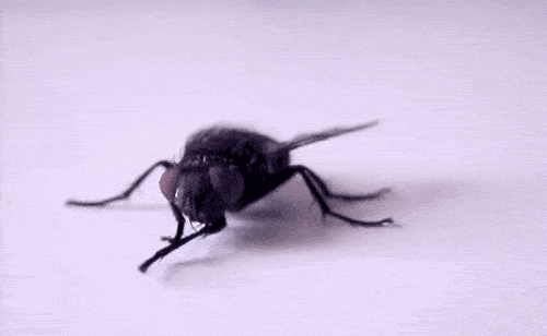 Why do flies always like to "rub their hands"?Would you screw your head ...