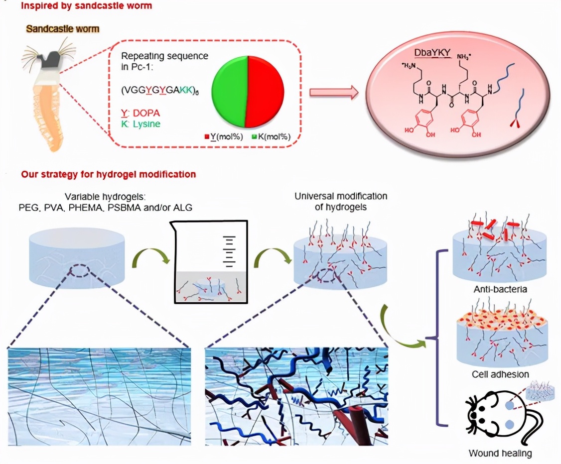 A new strategy for functionalization of universal hydrogel with one ...