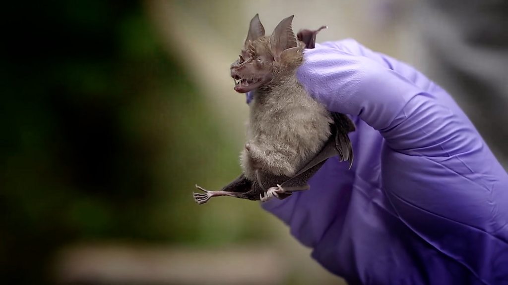 Scientists warn: 850,000 unknown viruses may infect humans. Is a ...