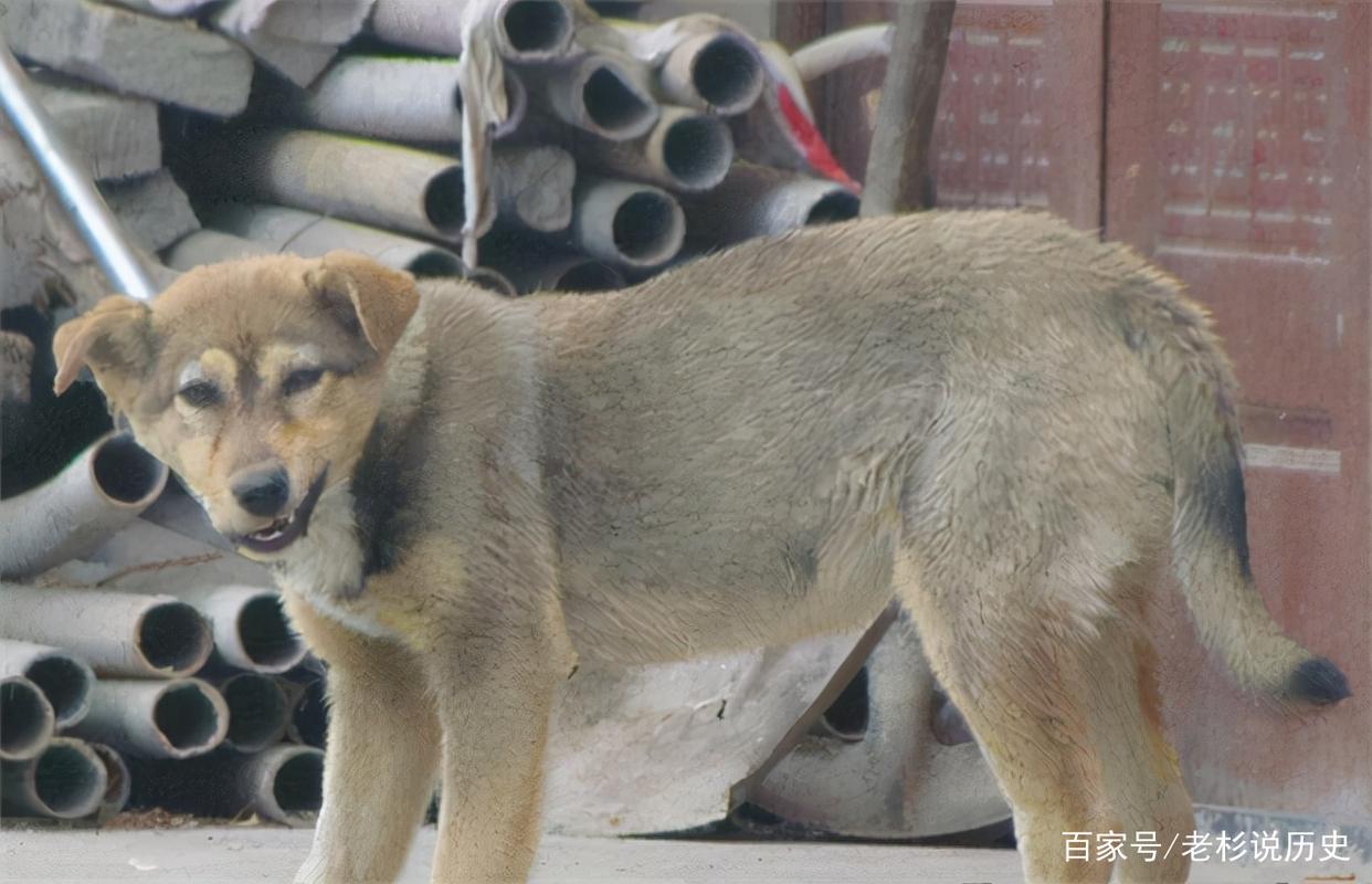 He killed people and dogs cannibalize people. In 1993, he participated ...