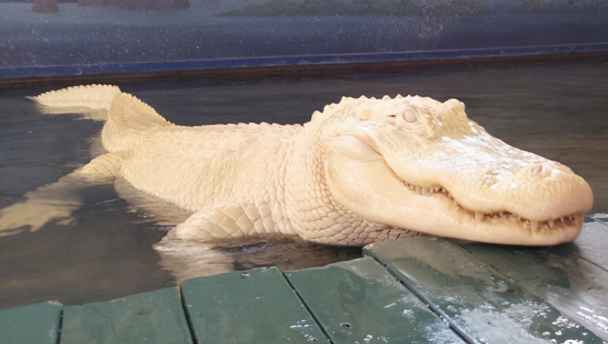 A rare white crocodile with a pure white appearance that looks like an ...