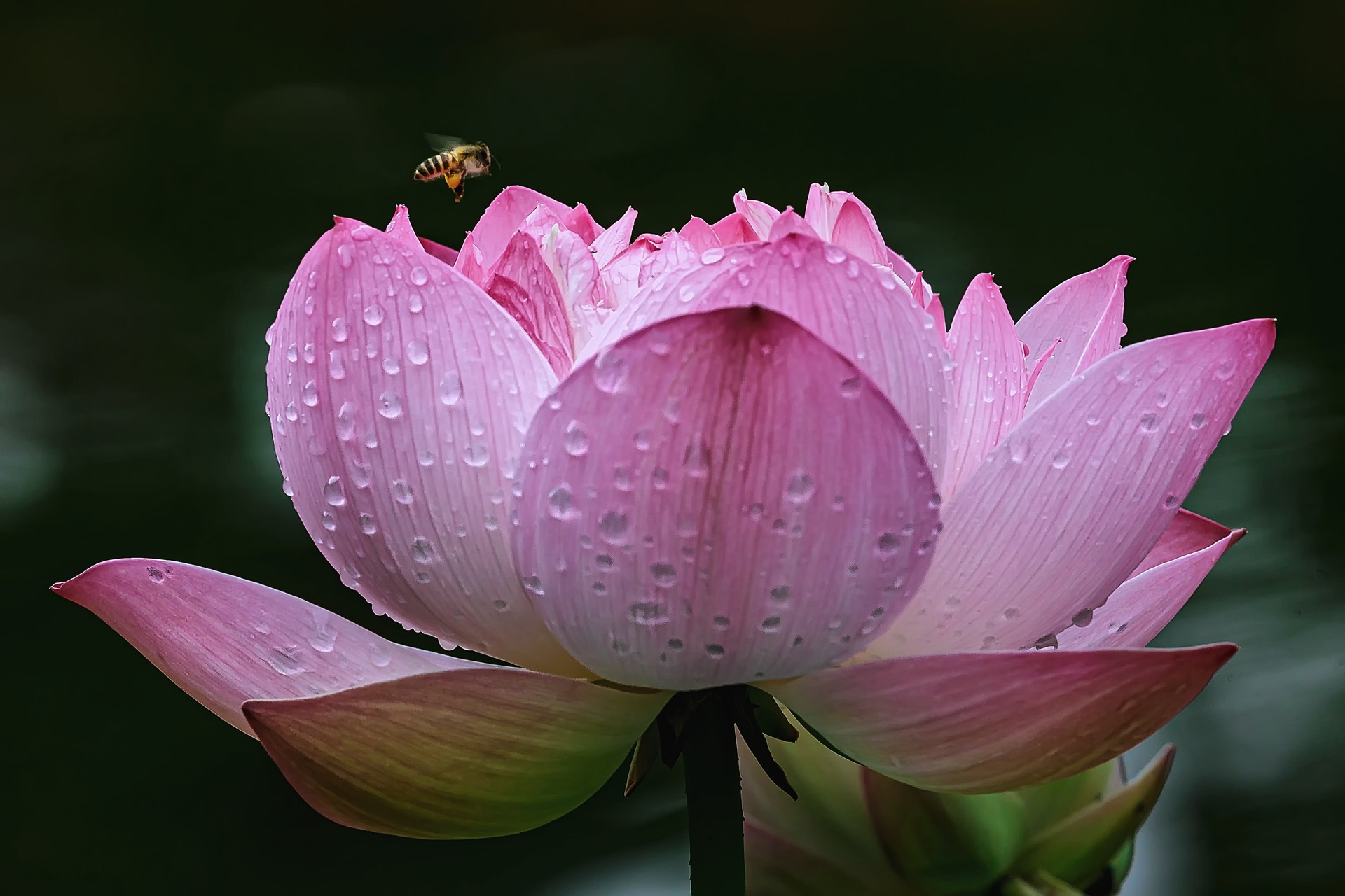 Don't take cookie-cutter lotus photos, 5 shooting ideas, to take ...