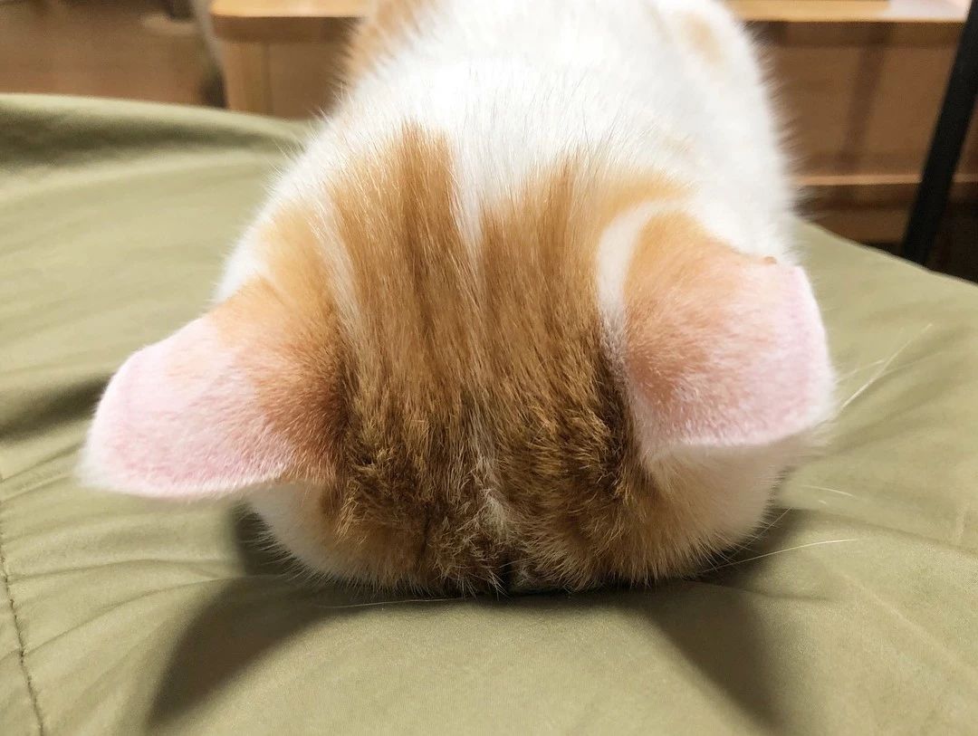 Seeing this netizen's "Snooze Cat", I contracted my good mood all day ...