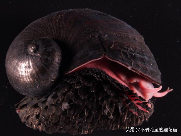 A back shell impenetrable by bullets, from the hardest sea snail at the ...