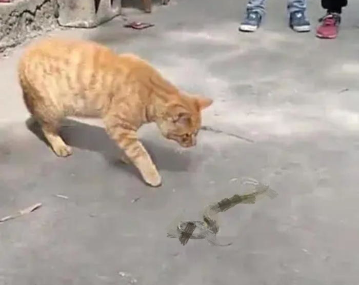 Fight against each other!The python swallows the pet cat and collapses ...