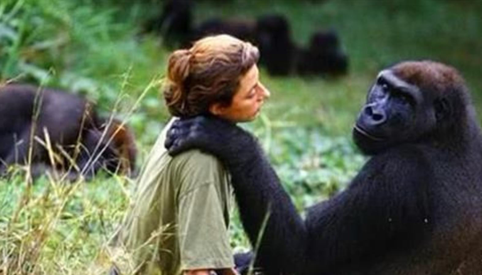 Crazy "human ape hybridization" experiment, there were 5 women ...