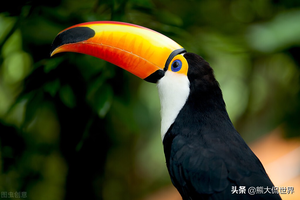 Is There Anything Special About The Big Beak Of A Toucan IMedia is-there-anything-special-about-the-big-beak-of-a-toucan-imedia