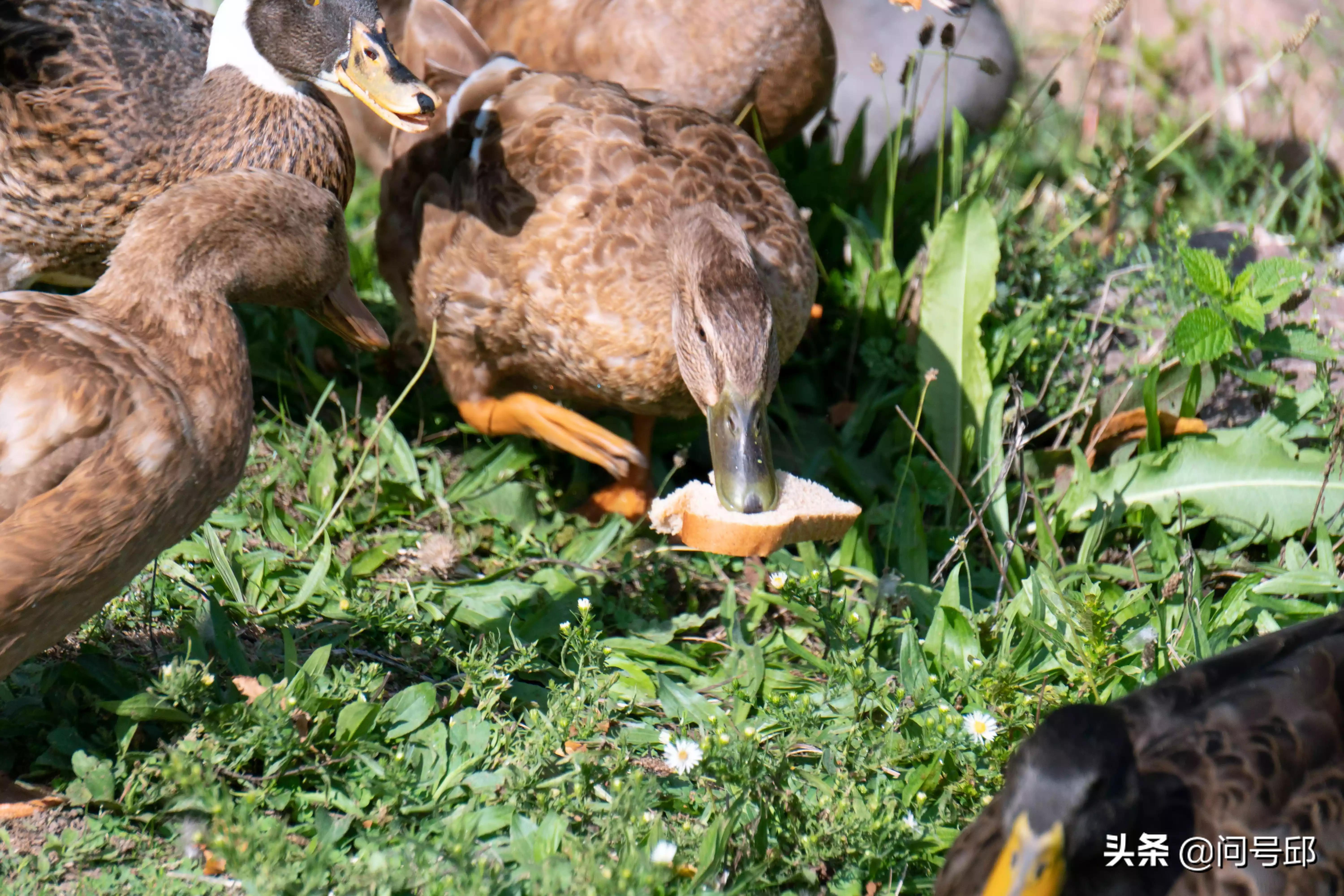 Bread is not the best choice for feeding ducks, ducks may grow deformed ...