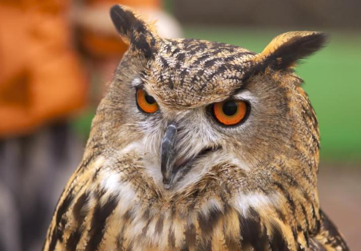 How strong are the top five owls in the Raptor list?Treat other birds ...