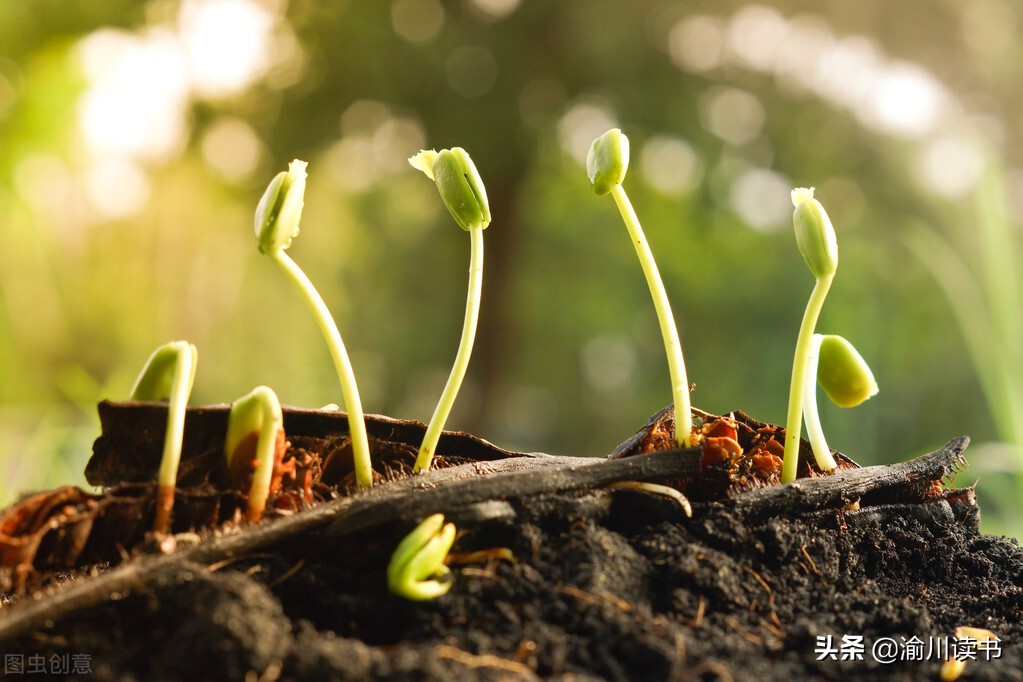 Seed salting experiment: Darwin's small experiment moved the big theory ...