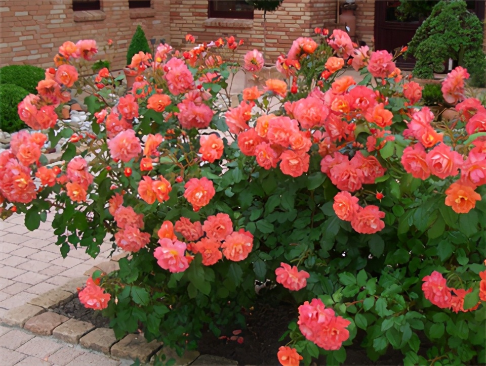The "most expensive" rose flower, with large flowers, bright colors and ...